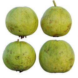 pink guava model | Page 1 | STLFinder