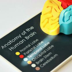 brain anatomy model 【 STLFinder
