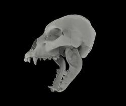 werewolf skull 3D Models | Page 1 | STLFinder