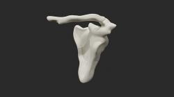 clavicle 3d model | Page 1 | STLFinder