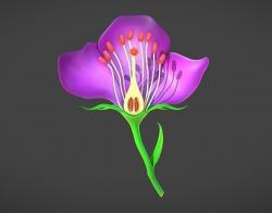 model of flower parts | Page 1 | STLFinder