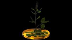tulsi plant leaves drooping 3D Models | Page 1 | STLFinder