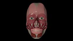 muscular face 3D Models | Page 1 | STLFinder