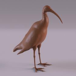 ibis sebastian 3d models 【 STLFinder