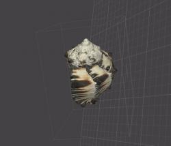 seashell filamentous horse conch 3d models 【 STLFinder