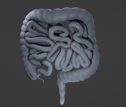 human intestine 3D Models | Page 1 | STLFinder