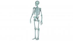 human skeletons 3D Models | Page 1 | STLFinder