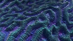 coral texture 3D Models | Page 1 | STLFinder