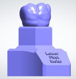 lower first molar 3D Models | Page 1 | STLFinder
