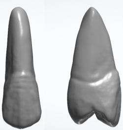 human second premolar 3D Models | Page 1 | STLFinder