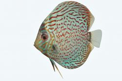 masterlck discus 4 pack 3D Models | Page 1 | STLFinder