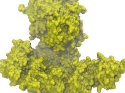 taq polymerase 3D Models | Page 1 | STLFinder