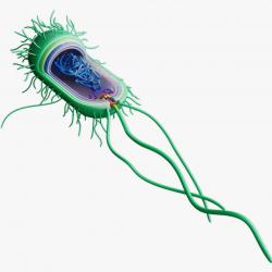 anatomy of bacterial cell 3D Models | Page 1 | STLFinder