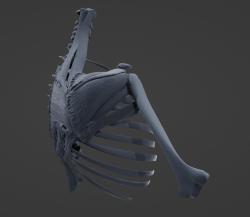 scapular muscles anatomy 3d models 【 STLFinder