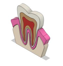 live anatomy model | Page 1 | STLFinder