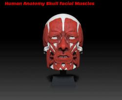 human facial muscles 3D Models | Page 1 | STLFinder