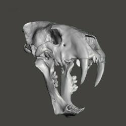 sabertooth cat skull 3D Models | Page 1 | STLFinder