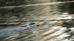 rc jet with camera 3D Models | Page 1 | STLFinder