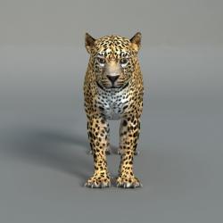 leopard 3d 【 STLFinder