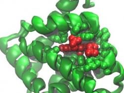 myoglobin download free 3d model by drsmashy 84f8c6c sketchfab | Page 1 ...