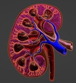 cross section of kidney 3D Models | Page 1 | STLFinder