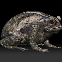 Frog Cane Toad 3D Models | Page 1 | STLFinder