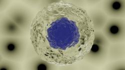 3d model of a nucleus | Page 1 | STLFinder