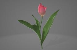 tulip flower 3d model | Page 1 | STLFinder