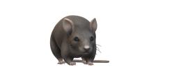 real mouse 3D Models | Page 1 | STLFinder