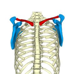 left vs right clavicle 3D Models | Page 1 | STLFinder