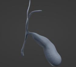 gallbladder 3D Models | Page 1 | STLFinder