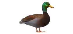 so school go exp co uchl g d ecouckd real echouckt duck technoruckclgm ...