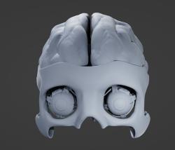 Eye and Brain set 3D Models | Page 1 | STLFinder