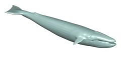 whale 3d | Page 1 | STLFinder