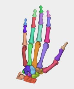 hand bones 3D Models | Page 1 | STLFinder