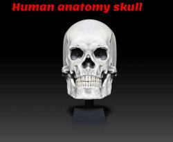 human skull reference 3D Models | Page 1 | STLFinder