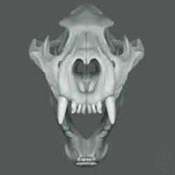 28mm wolf 3D Models | Page 1 | STLFinder