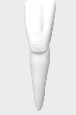 upper lateral incisor 3D Models | Page 1 | STLFinder