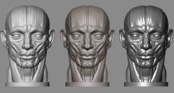 cat antomy 3D Models | Page 1 | STLFinder