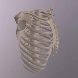 ribcage solidworks 3D Models | Page 1 | STLFinder