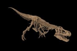 t rex skeleton museum 3D Models | Page 1 | STLFinder