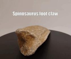 dinosaur claw charm 3D Models | Page 1 | STLFinder