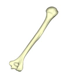 Humerus 3D Models | Page 1 | STLFinder