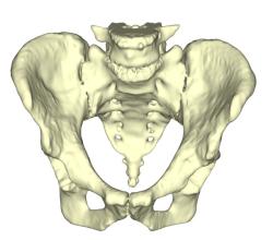 pelvis 3D Models | Page 1 | STLFinder
