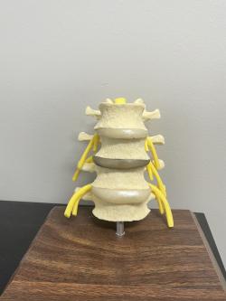 spine unity rt transparent 3D Models | Page 1 | STLFinder