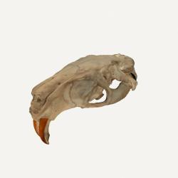 beaver skull anatomy 3D Models | Page 1 | STLFinder