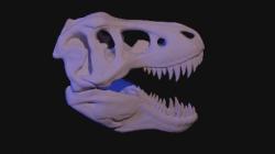 t rex skull top view 3D Models | Page 1 | STLFinder
