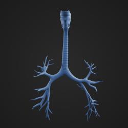 trachea 3D Models | Page 1 | STLFinder