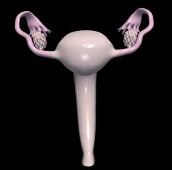 3d model female reproductive system 【 STLFinder