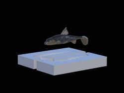 copyright nicecoder com all rights reserved gobio gobio 3D Models ...
